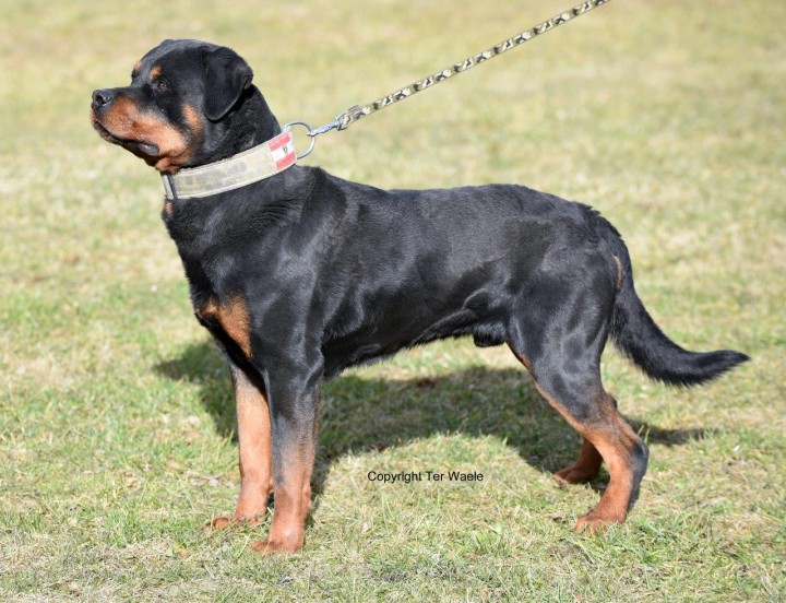TerWaele.nl | Rottweiler breeding announcements and litters